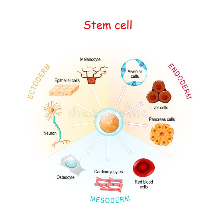 Stem Cell Application Stock Illustrations – 91 Stem Cell Application ...