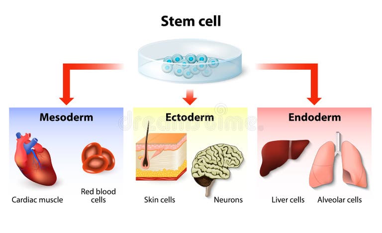 Embryonic Stem Cell Stock Illustrations – 960 Embryonic Stem Cell Stock ...