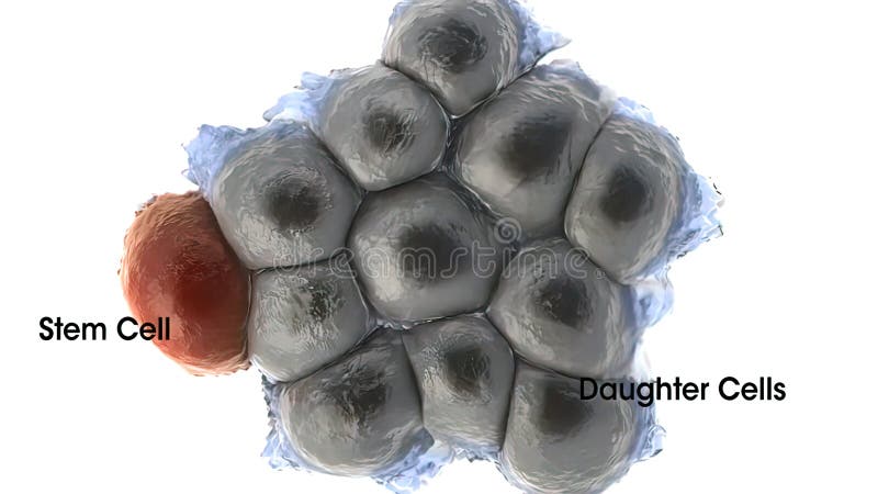 A Stem Cell is a Cell with the Unique Ability To Develop into ...