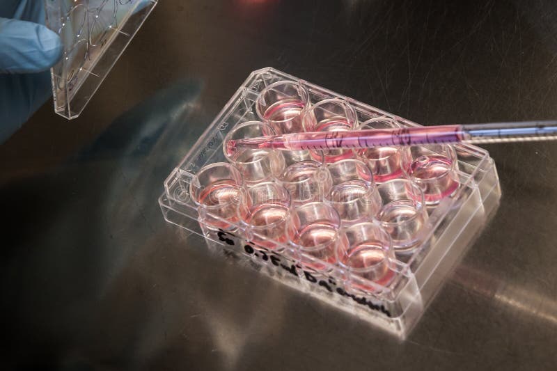 Stem Cell Culture in a Laboratory Stock Image - Image of microbiology ...