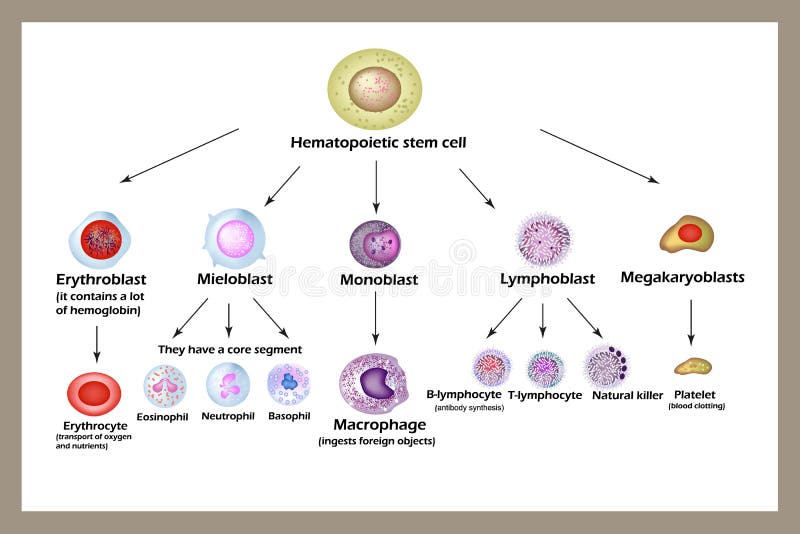 Stem Cell. the Development of Red Blood Cells, Leukocytes, Macrophages ...