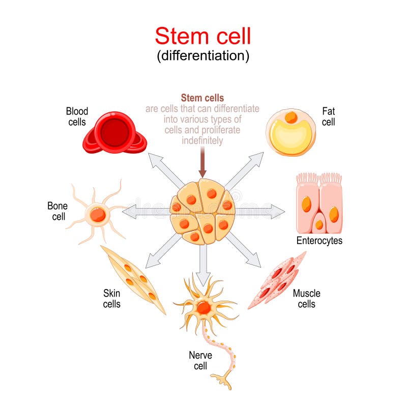 Stem cell differentiation stock vector. Illustration of biological ...