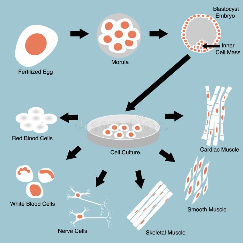 Stem Cell stock vector. Illustration of progress, nerve - 41094315 Stem Cell stock vector. Illustration of progress, nerve - 41094315
