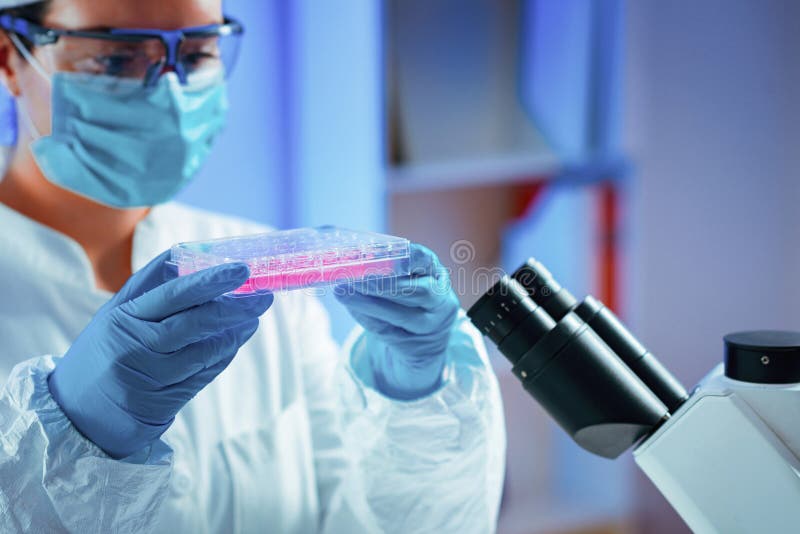 Stem Cell Researcher Working in Laboratory Stock Image - Image of plate ...