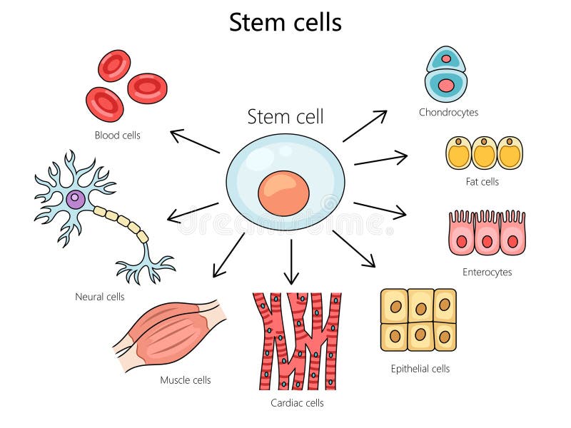 Stem Cell Structure Diagram Medical Science Stock Illustration ...