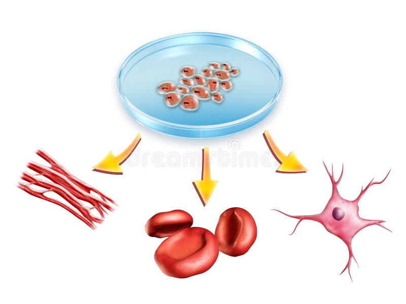 Stem Cells stock illustration. Illustration of body, biology - 4374402