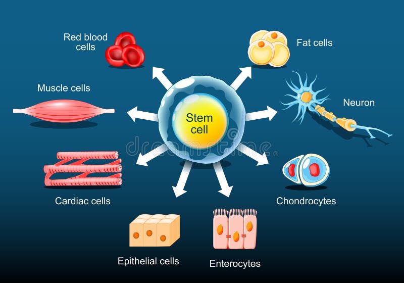 Differentiation Cells Stock Illustrations – 628 Differentiation Cells ... Differentiation Cells Stock Illustrations – 628 Differentiation Cells ...