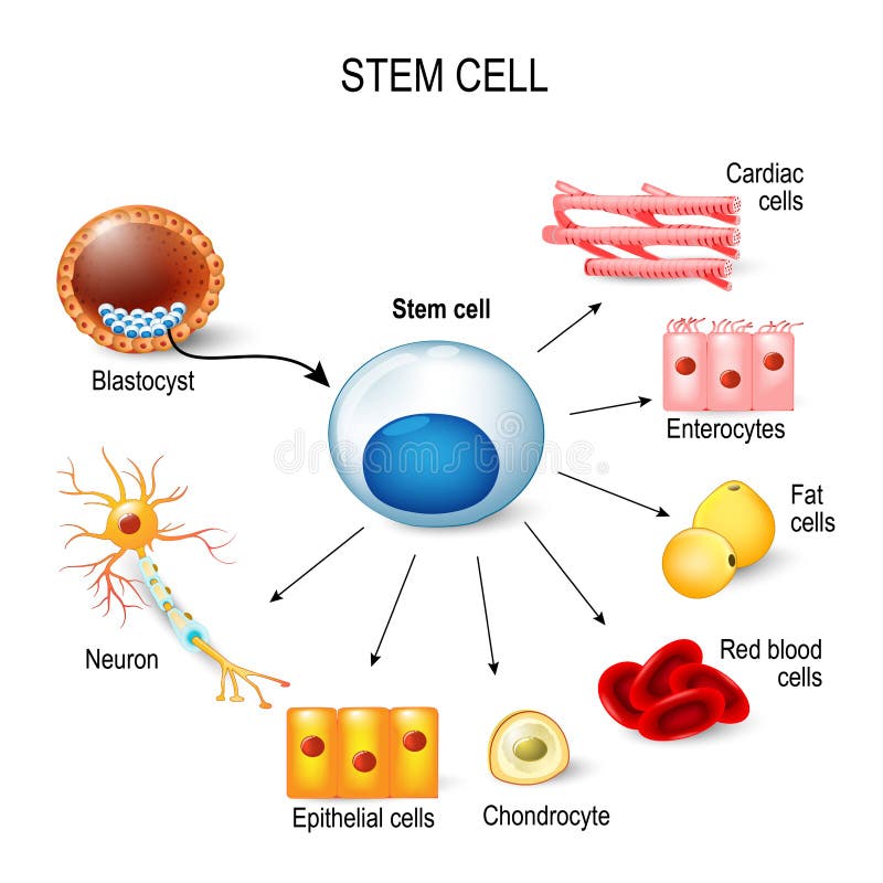 Stem cells. stock vector. Illustration of medical, biotechnology - 88000019