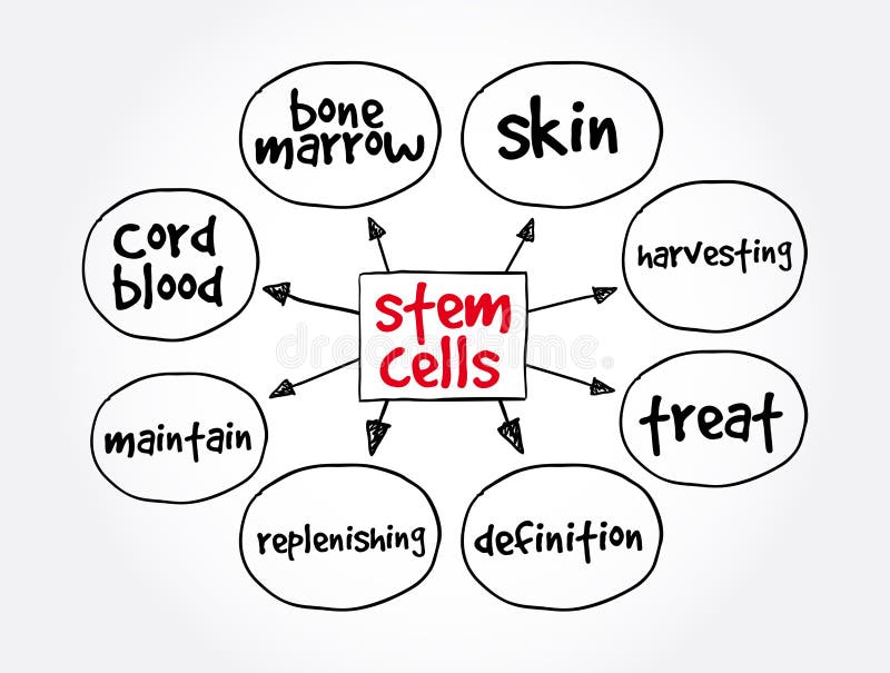 Stem Cells Mind Map, Medical Concept for Presentations and Reports ...