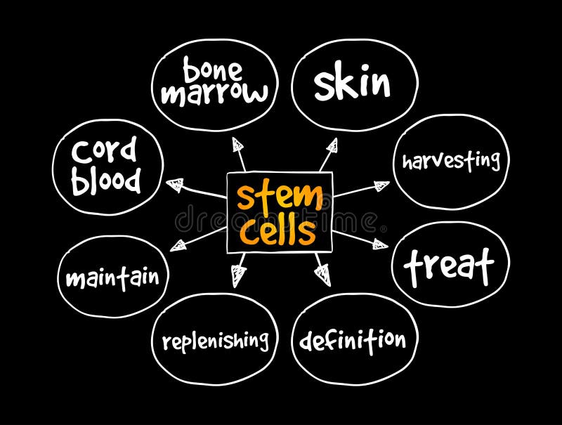 Stem Cells Mind Map, Medical Concept for Presentations and Reports ...