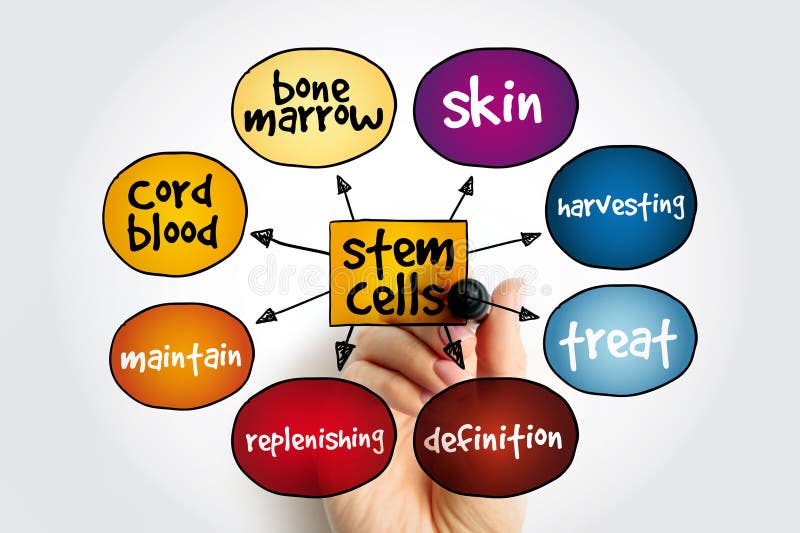 Stem Cells Mind Map, Medical Concept for Presentations and Reports ...