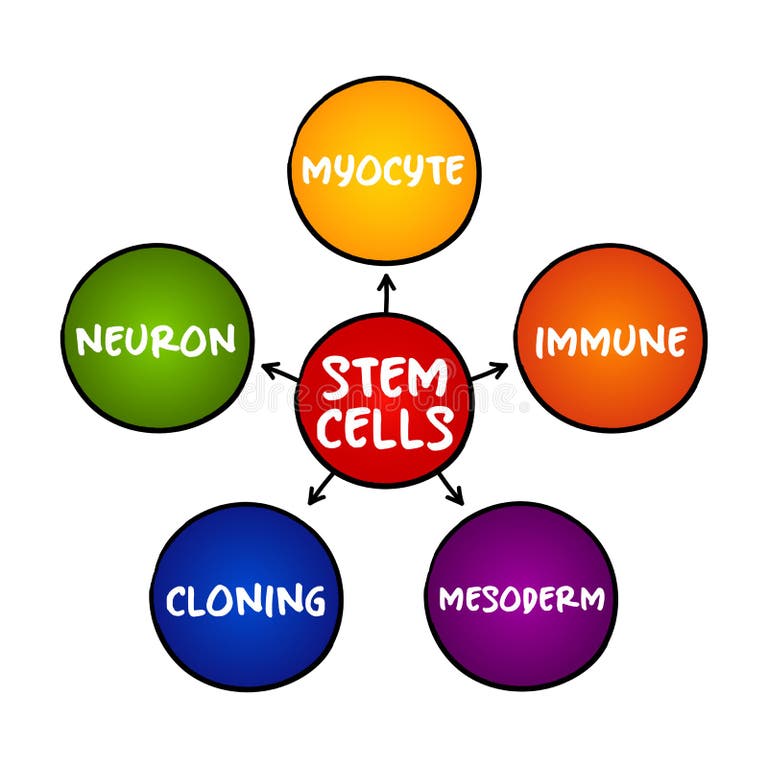 Stem Cells - Special Human Cells that are Able To Develop into Many ...