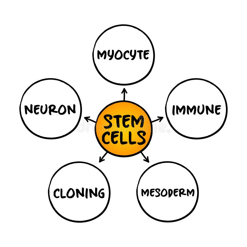Stem Cells - Special Human Cells that are Able To Develop into Many ...