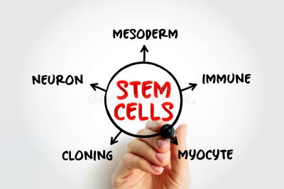 Stem Cells - Special Human Cells that are Able To Develop into Many Different Cell Types ...