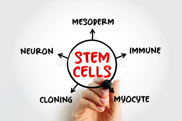Stem Cells - Special Human Cells that are Able To Develop into Many ...