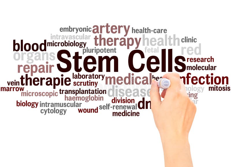 Mitosis word cloud stock vector. Illustration of phase - 171590395