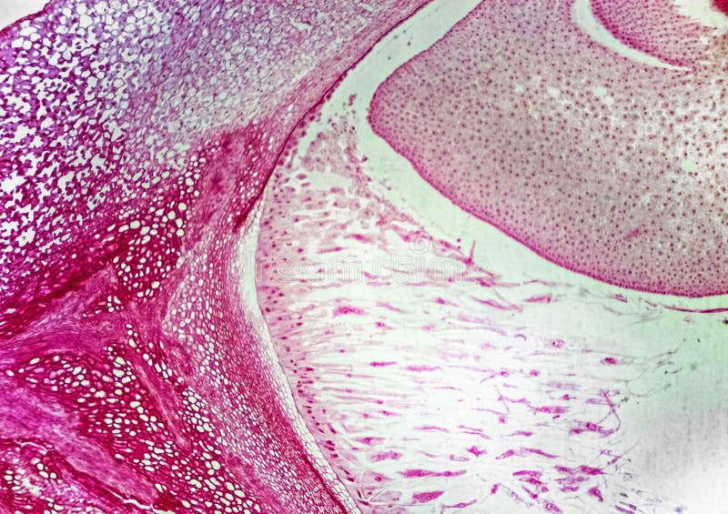 A Stem of Corn Under the Microscope Stock Photo - Image of stem, cells ...