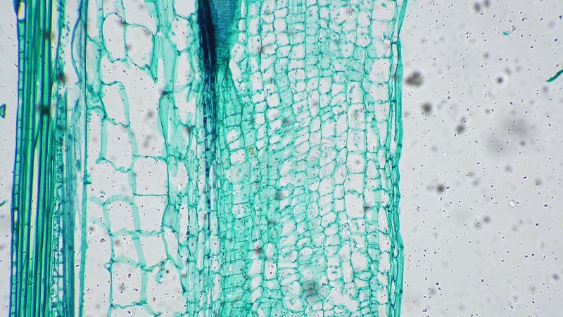 Stem of Cucurbita Moschata Filmed Under Microscope 40x Against Bright ...