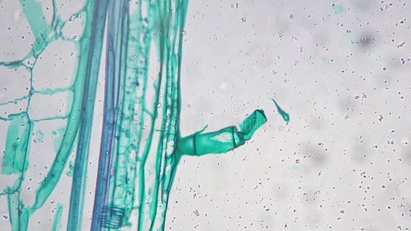 Stem of Cucurbita Moschata Filmed Under Microscope 40x Against Bright ...