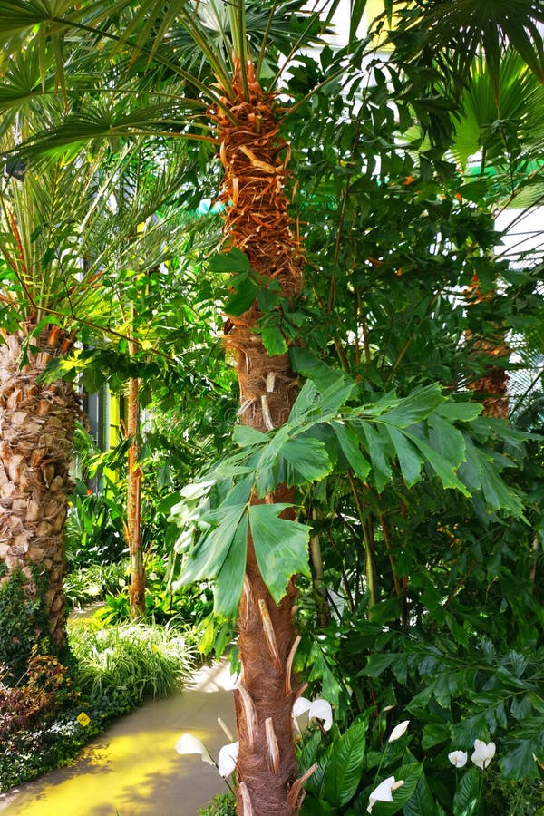 Stem of Date Tree and Palm Trees Stock Photo - Image of summer, flora ...