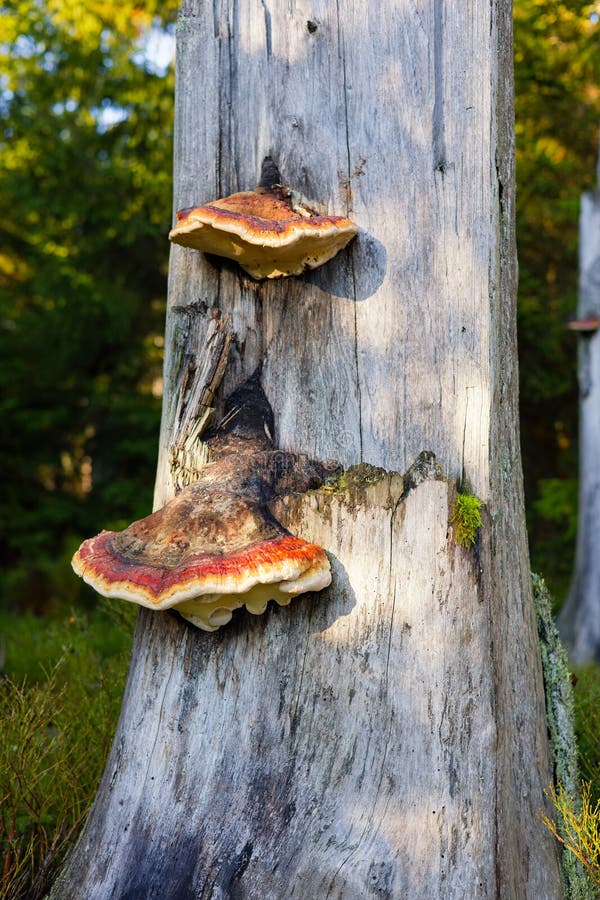 Stem Decay Fungus, Mushroom on Tree. Stock Image - Image of fomitopsis ...