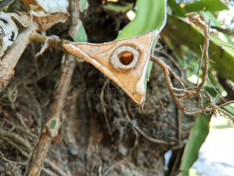 The Stem of the Dragon Fruit Plant is Broken, Has Holes and Has a ...