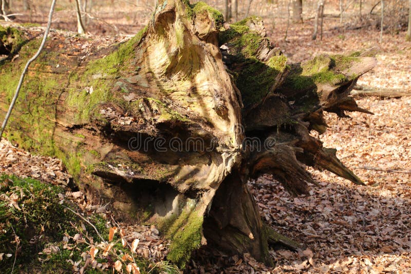 Stem stock photo. Image of nature, moss, green, wood - 89749168