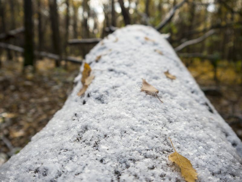 Stem of Fallen Tree Covered with First Snow Top View Stock Image ...