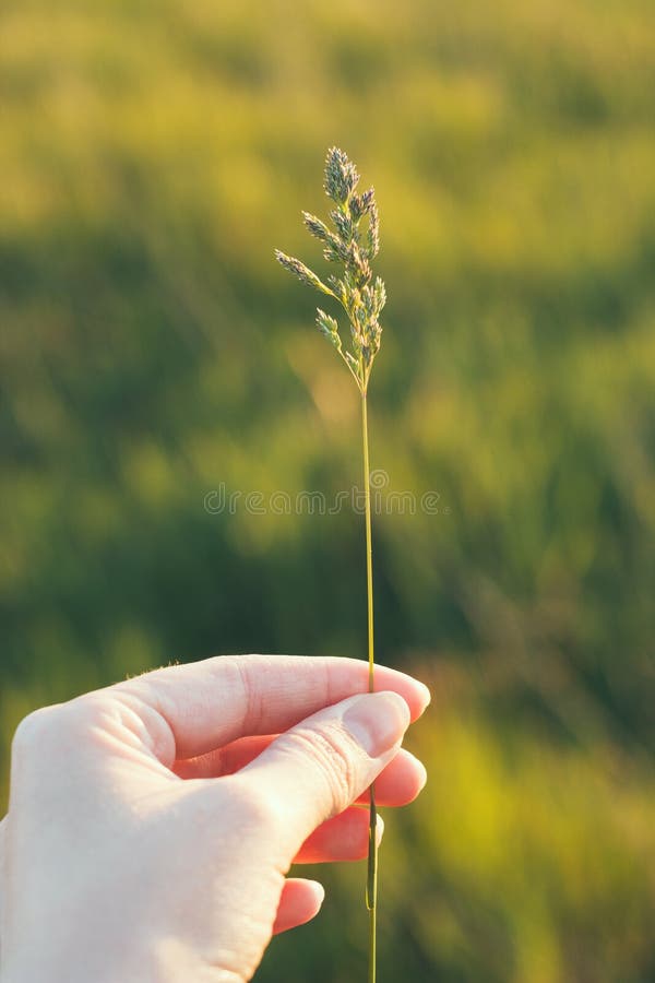 Stem of Field Grass in Woman Hand on Sunset. Bluegrass in Hand ...