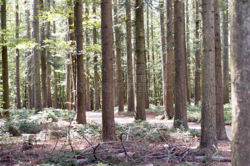 Stem of Fir Tree with Rocks in Forest Stock Image - Image of fairy ...