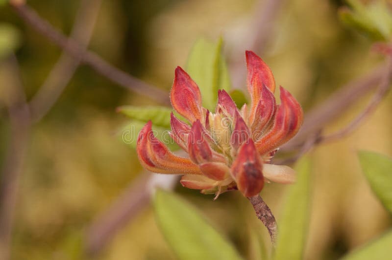 Stem with Flower Buds Opening Stock Photo - Image of garden, focus ...