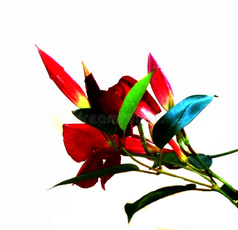 Stem Flower Color 22 stock image. Image of flower, background - 84980449