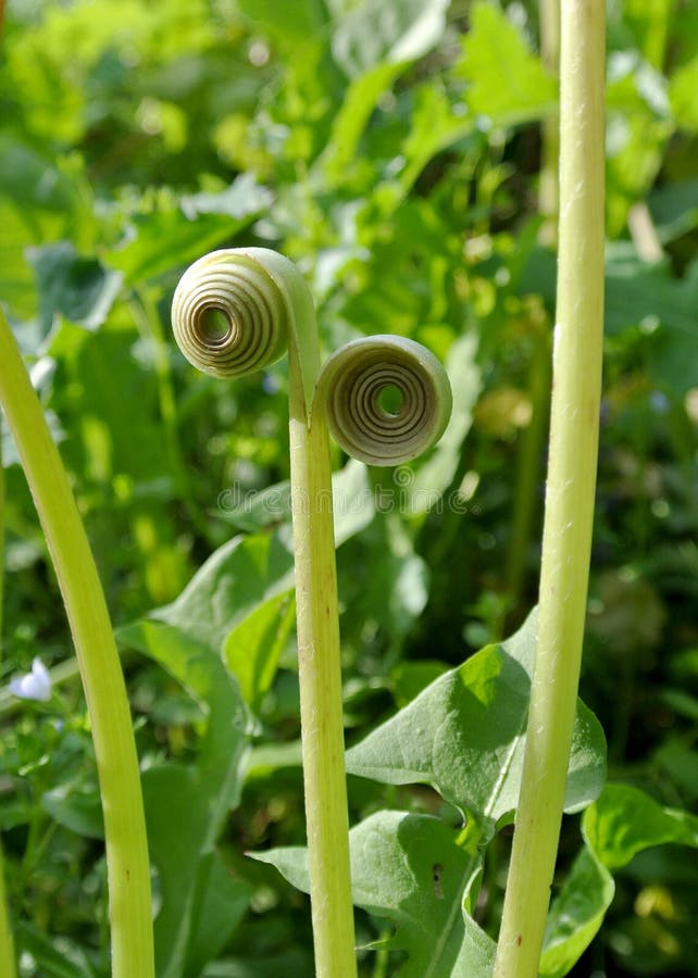 Stem of Flower Deformed in the Middle of a Meadow Stock Photo - Image ...