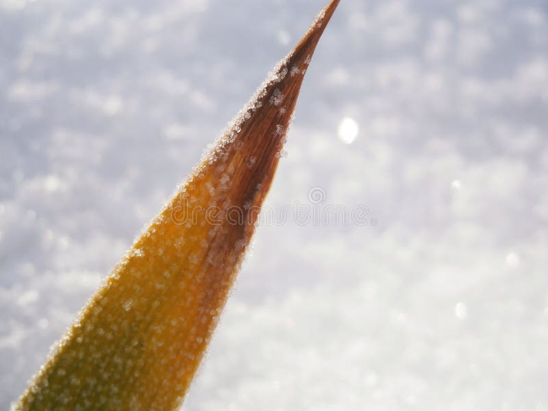 The Stem of the Flower in Snow Stock Photo - Image of frost, winter ...