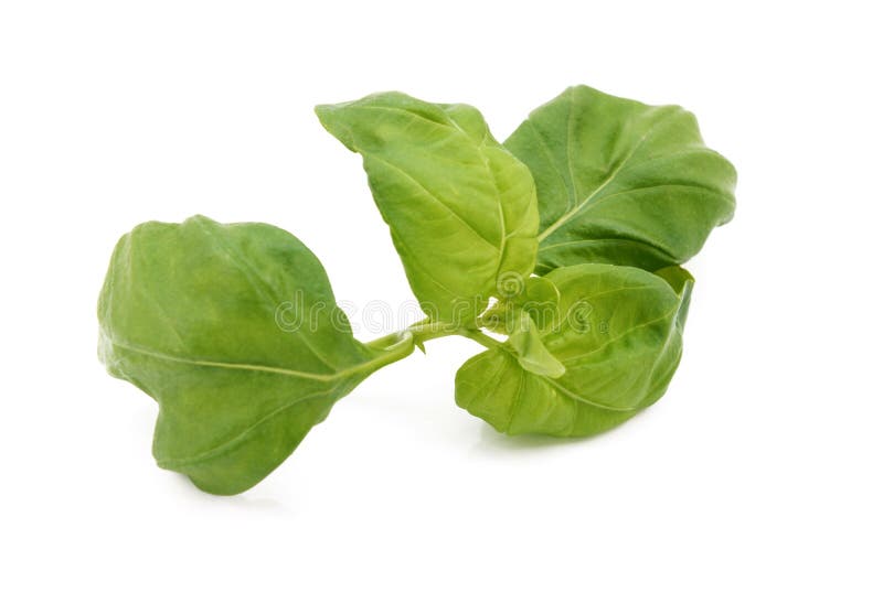 Stem of fresh basil leaves stock photo. Image of green - 48225442