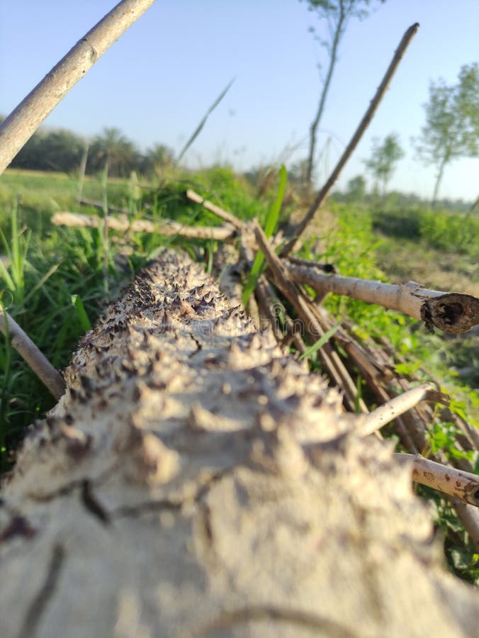 A Stem with Full of Thrones Stock Photo - Image of stem, full: 274529634