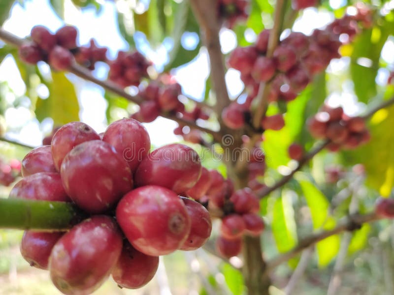 Stem Garden Plant Coffee Fruit Stock Image - Image of coffee, plant ...