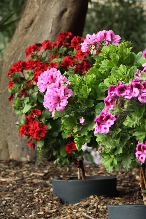 Stem geraniums stock photo. Image of grown, flowers, plants - 85321664