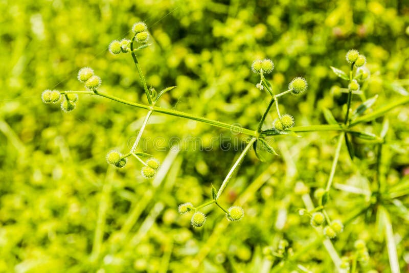 Stem of Green Fruit Plants. Stock Image - Image of fruit, madder: 73781217