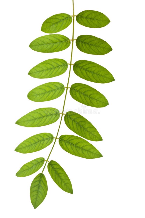 Stem with green leaves stock image. Image of stem, foliage - 26123481
