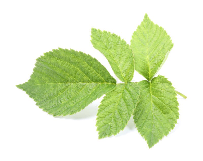 Stem with Green Raspberry Leaves Isolated on White Stock Image - Image ...