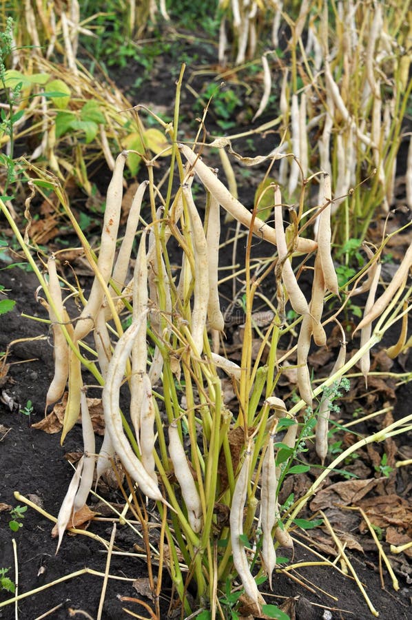 On the Stem of Haricot Beans, Phaseolus Ripe Pods Stock Image - Image ...
