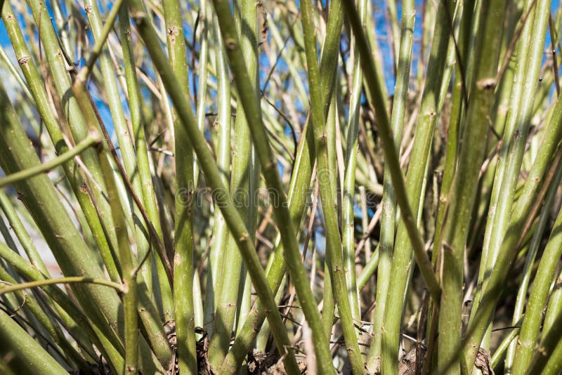 The Stem of a Healthy Cannabis Plant Stock Photo - Image of marihuana ...
