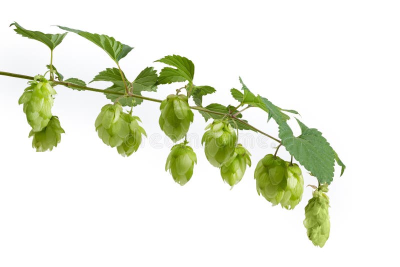 Stem of the Hops with Leaves and Seed Cones Stock Image - Image of leaf ...