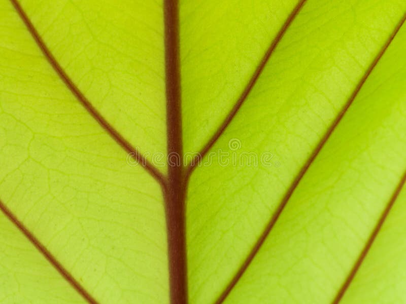Stem Leaf Pattern Red Green Leaf Stock Photo - Image of plant, nature ...