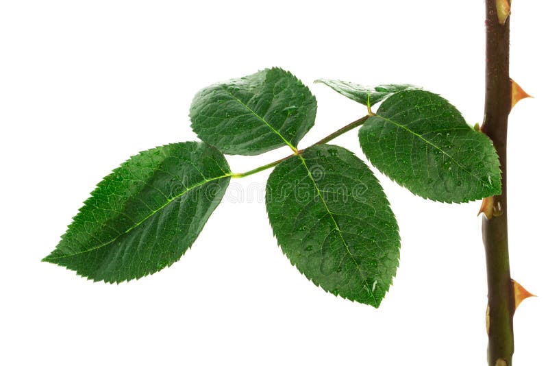 Stem and leaf roses stock photo. Image of leaf, horizontal - 19323748