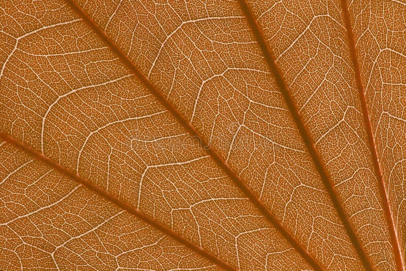 Stem and Leaf Texture for Pattern Stock Image - Image of autumn, flora ...