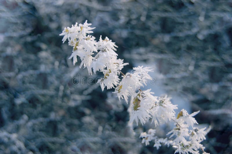 Stem with Leaves with a Big Snow Stock Image - Image of rime ...