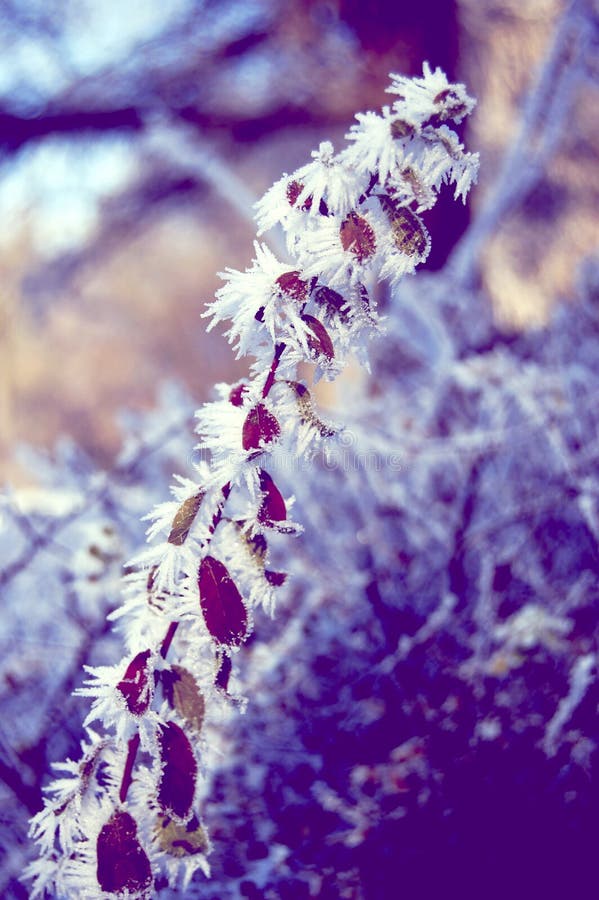 Stem with Leaves with a Big Snow Stock Photo - Image of cold, freeze ...