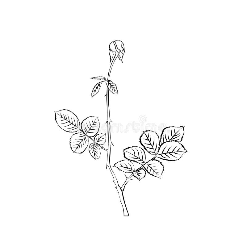Stem and Leaves of Withering Rose. Stock Illustration - Illustration of ...